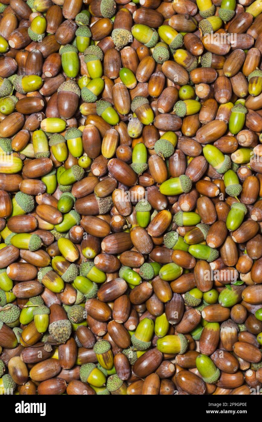 English oak, acorn, acorns, oak, summer oak (Quercus robur Stock Photo ...