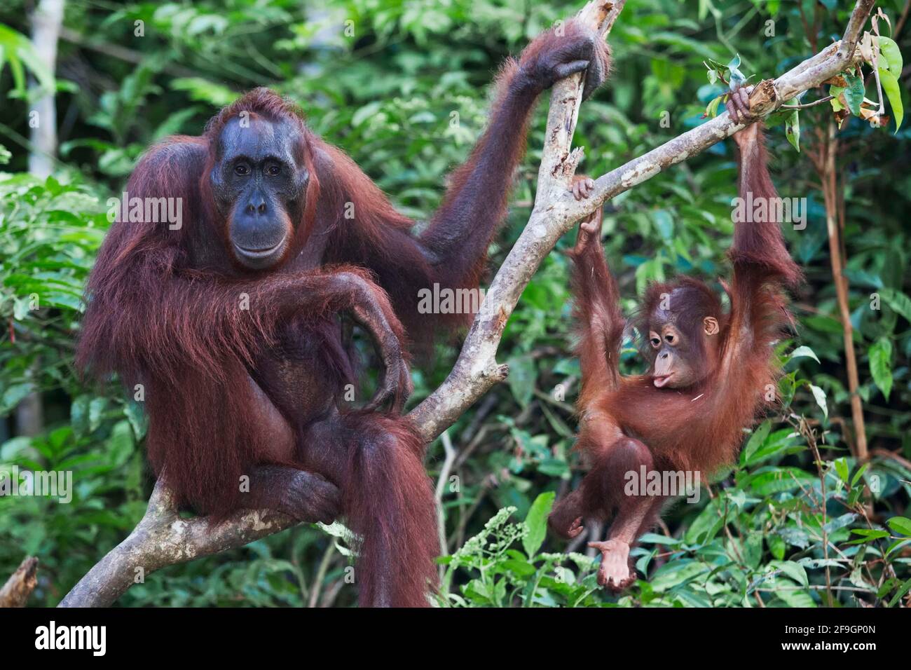 Bornean orangutan (Pongo pygmaeus), female with young, Kalimantan ...