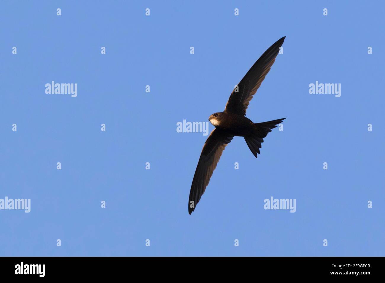 Common Swift (Apus apus), Germany Stock Photo - Alamy