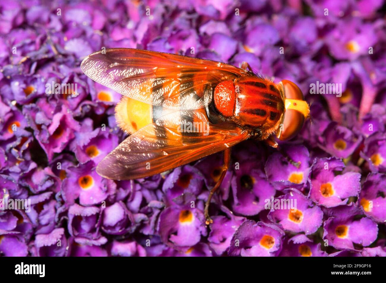 Hornet Hornet Mimic Hoverfly, Great forest Hornet Mimic Hoverfly ...