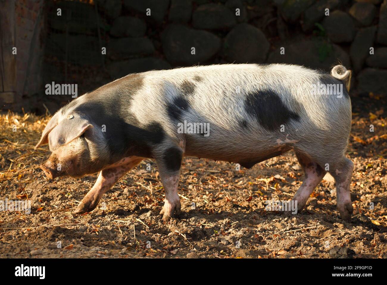 Variegated Bentheimer pig, lateral view Stock Photo - Alamy