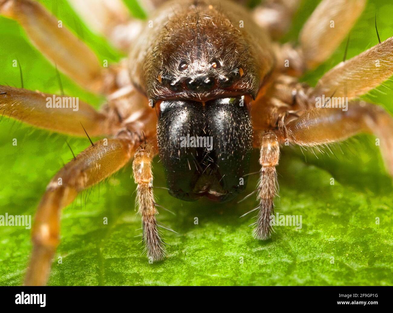 Crab heart hi-res stock photography and images - Alamy