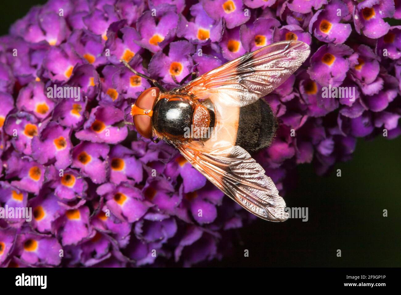 Cossus Hoverfly (Volucella inflata), Germany Stock Photo - Alamy