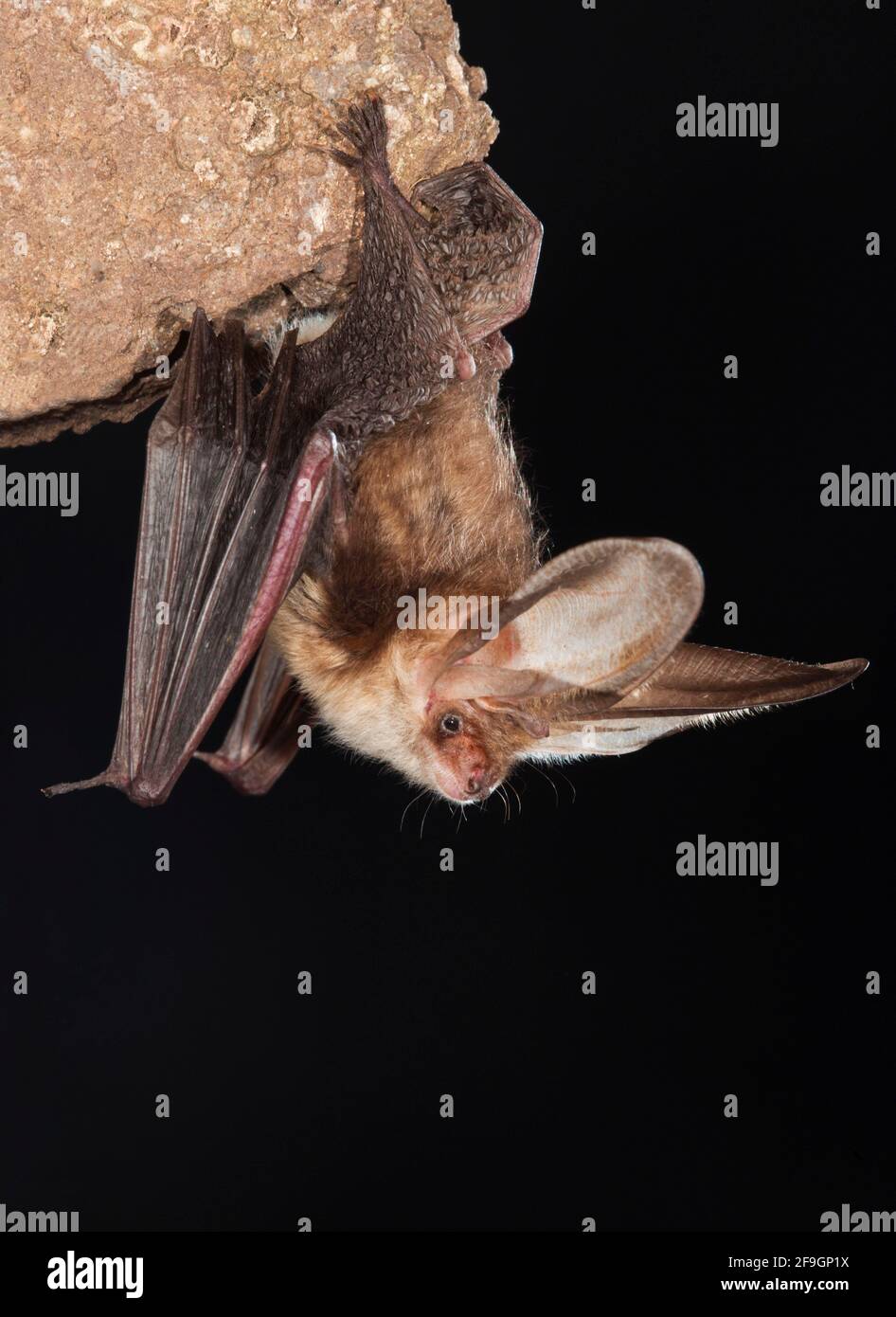 Night bat light hi-res stock photography and images - Alamy