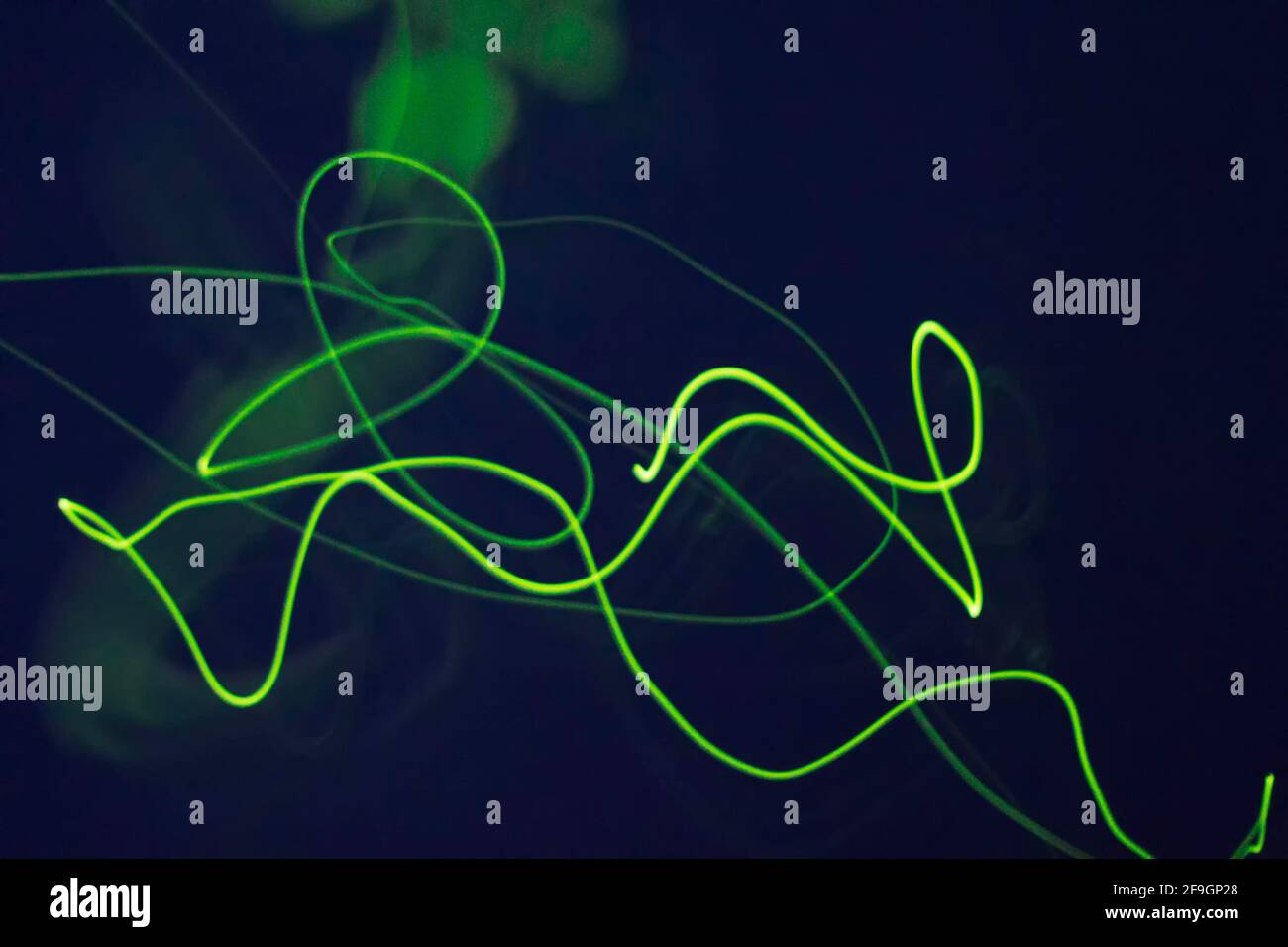 False firefly (Lamprohiza splendidula), common firefly, St. John's bug ...