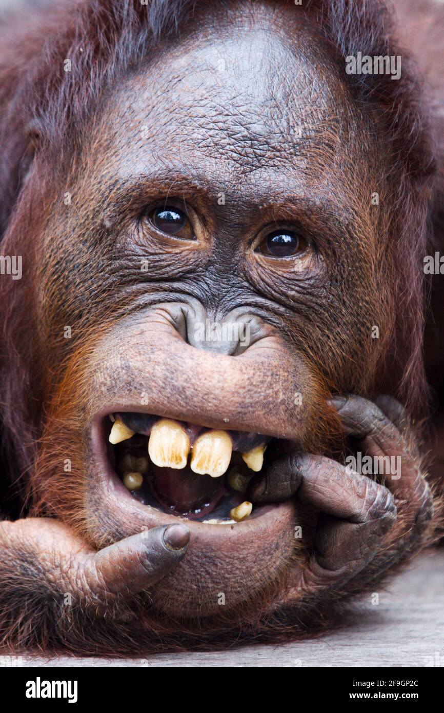 Bornean orangutan (Pongo pygmaeus), Kalimantan, Borneo, Tanjung Puting ...