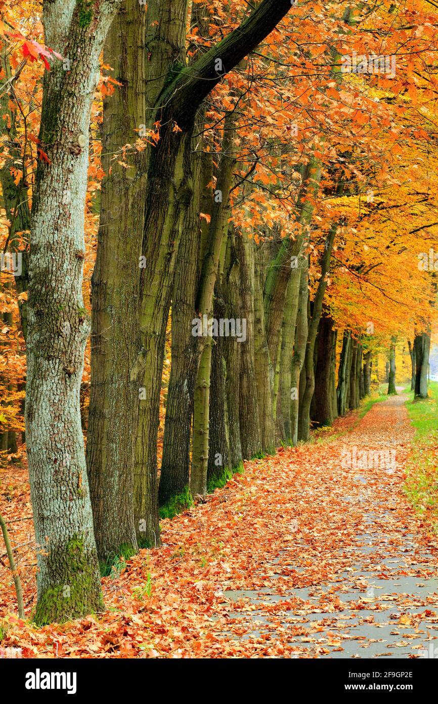 Eichen allee hi-res stock photography and images - Alamy