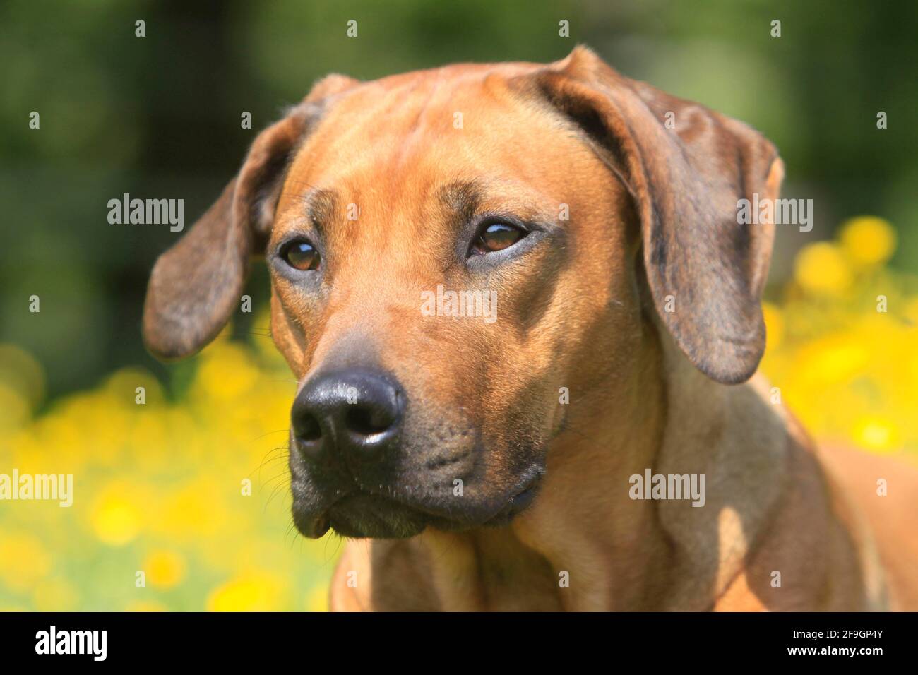 Rhodesian ridge hi-res stock photography and images - Alamy