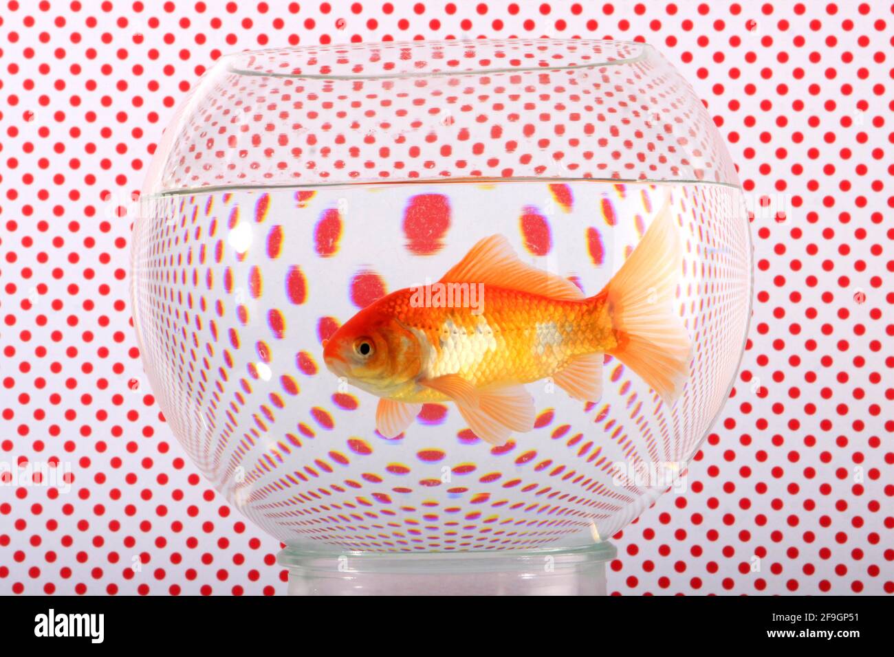 Pet goldfish in glass hi-res stock photography and images - Alamy