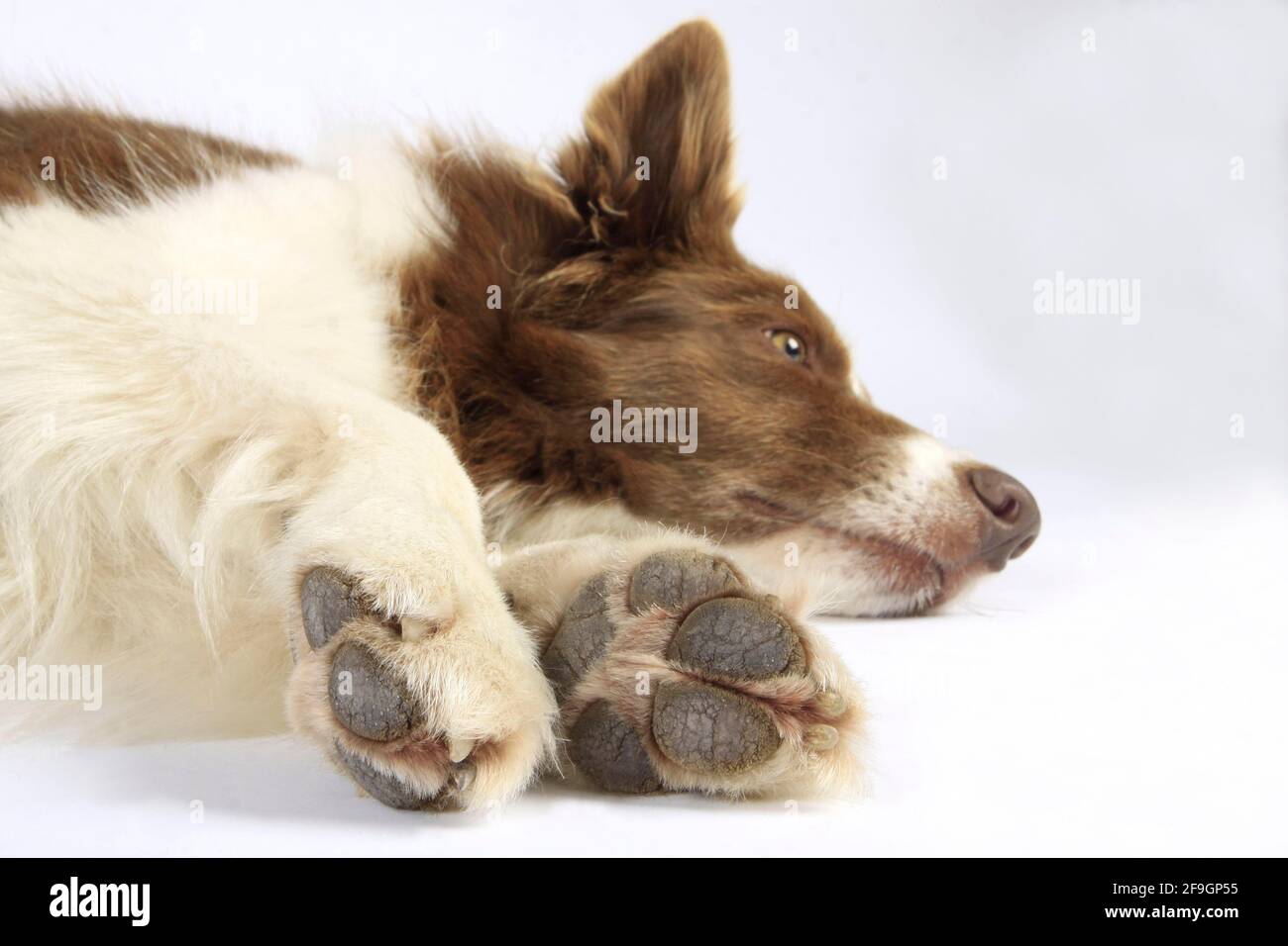 Border collie, paws, paw Stock Photo - Alamy