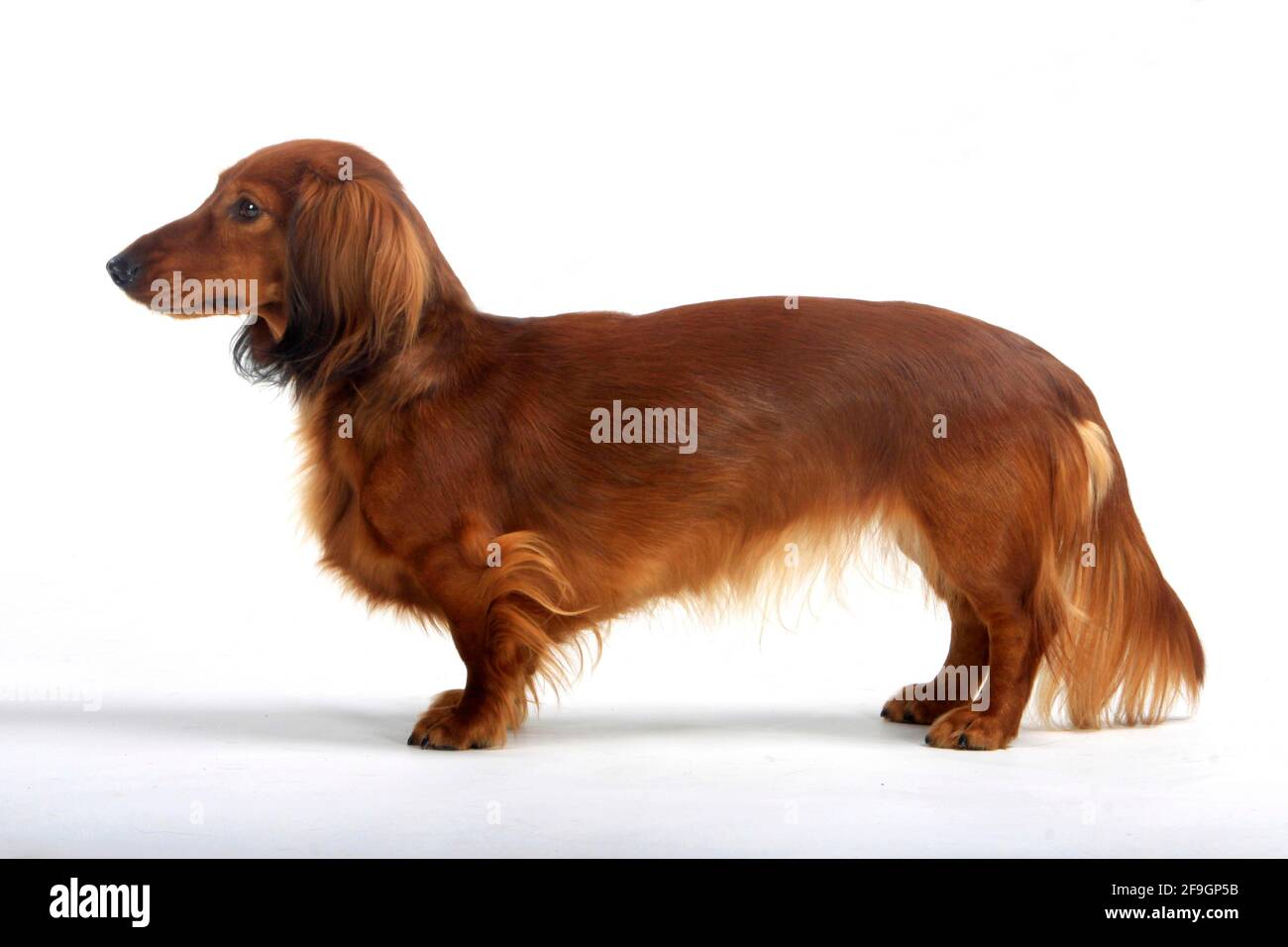 Longhaired dachshund, red, dachshund, dachshund, lateral Stock Photo ...