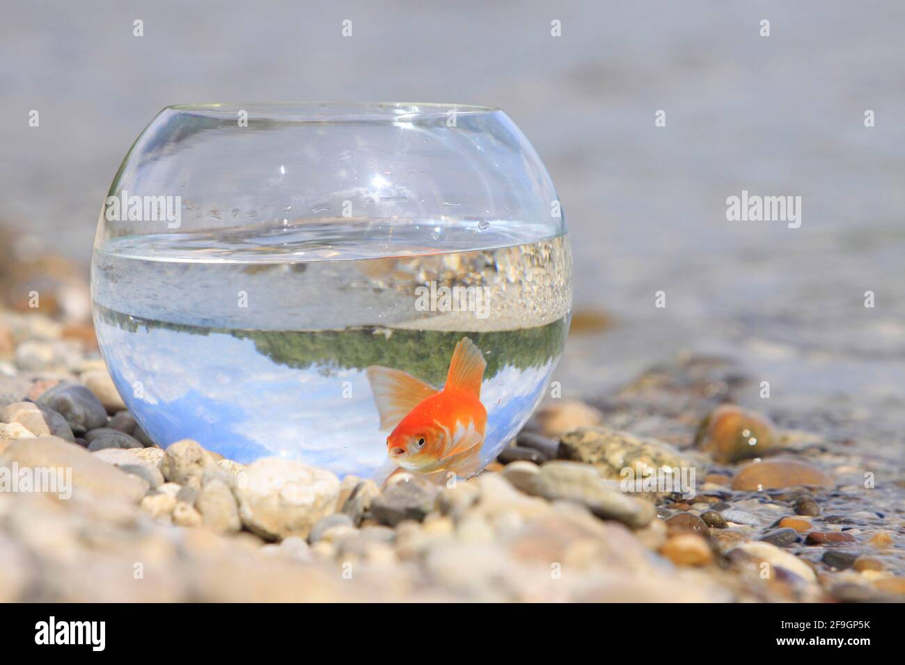 Goldfish in glass, on the lake shore, goldfish glass, free Stock Photo ...