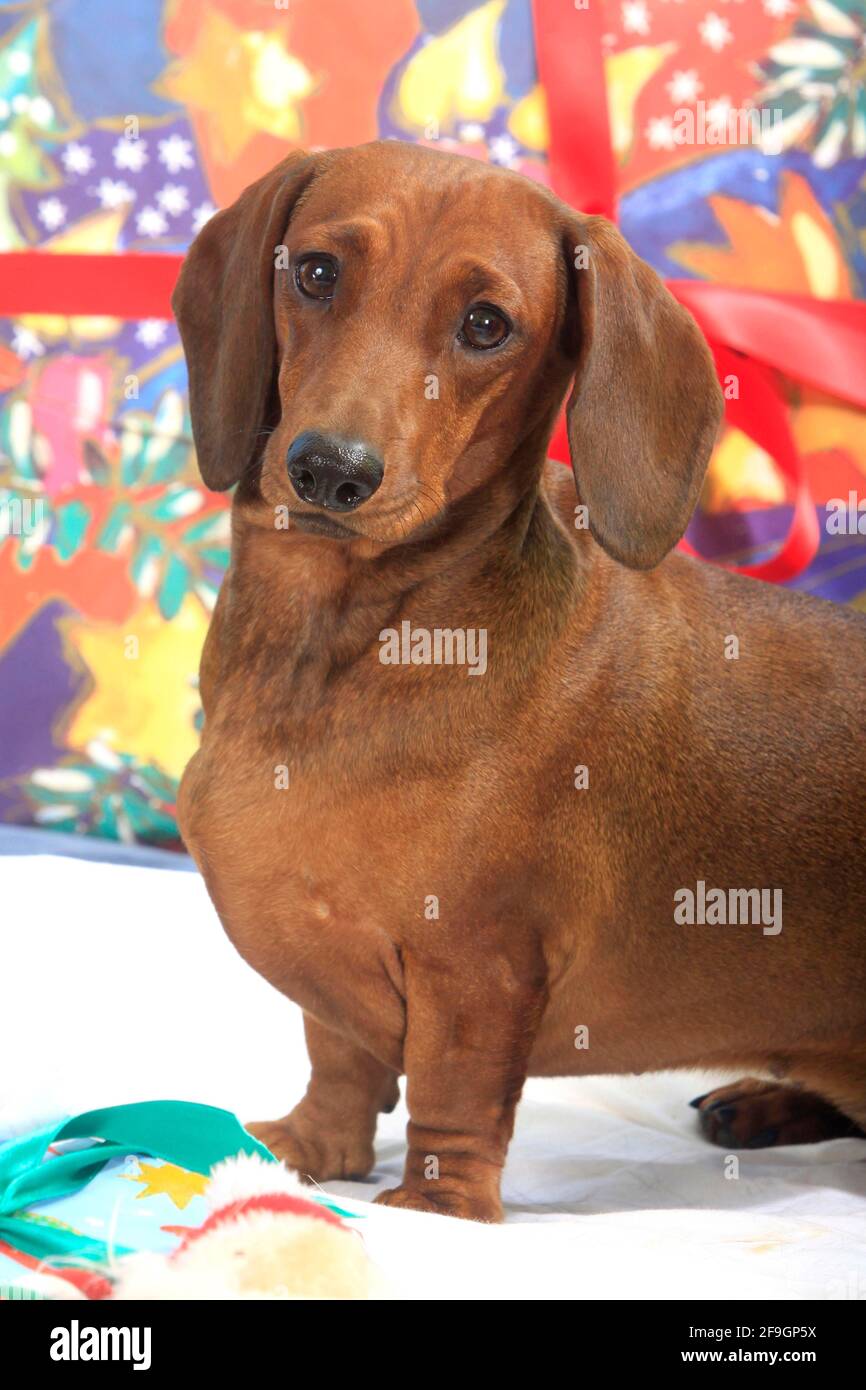 Short-haired dachshund, dachshund, dachshund Stock Photo - Alamy