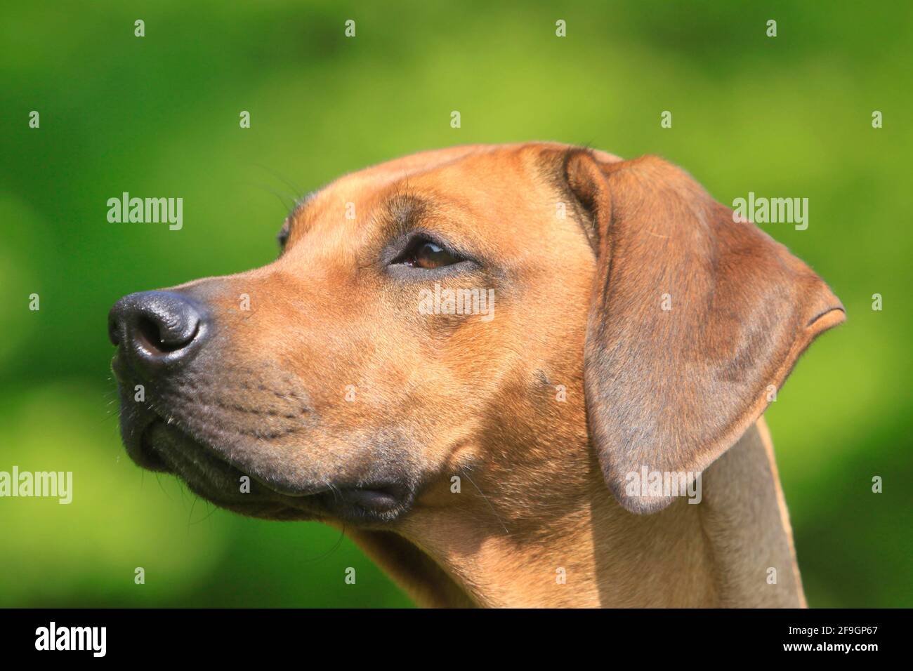 Rhodesian ridge hi-res stock photography and images - Alamy