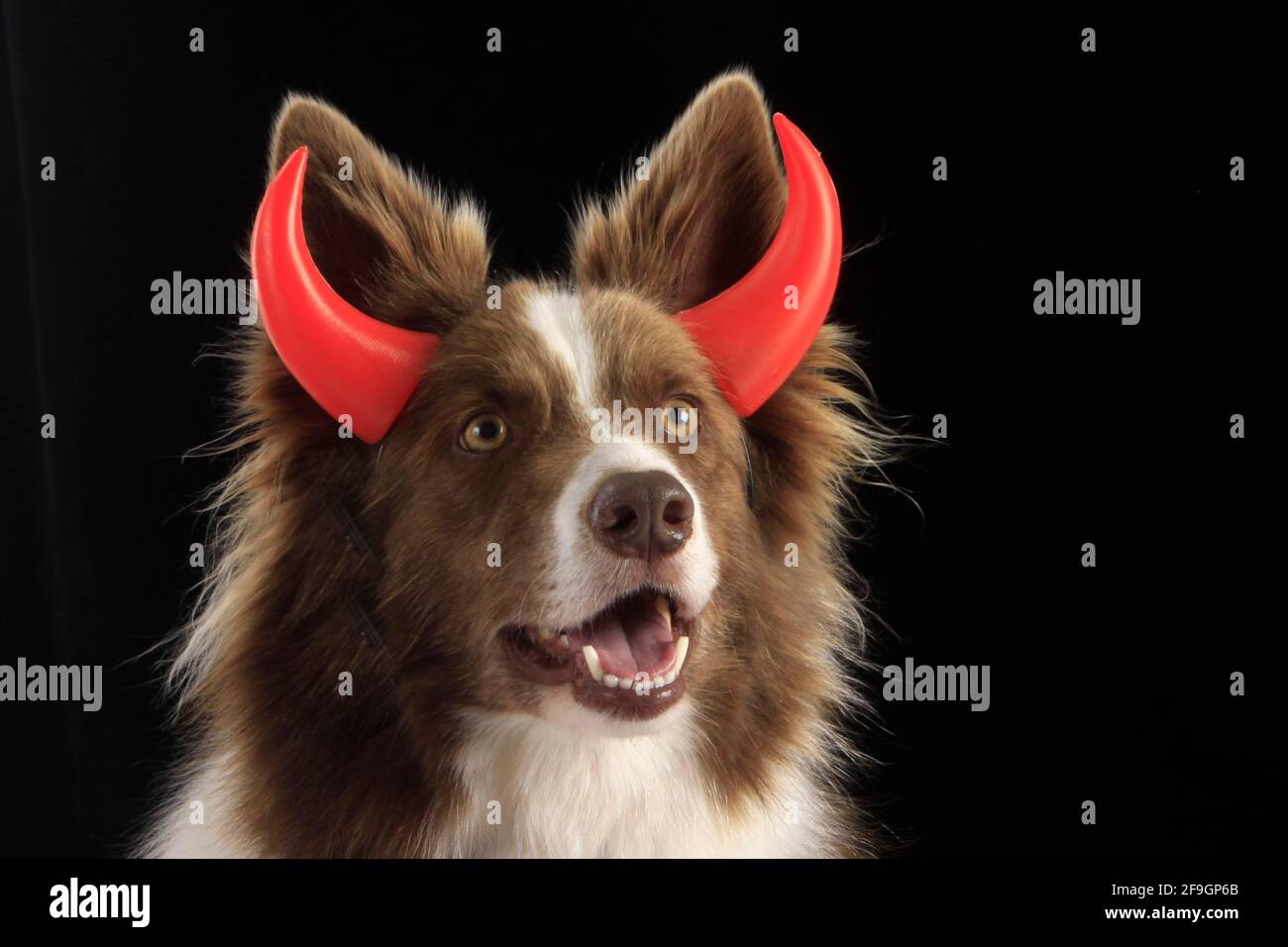 Border Collie has devil horns, devil horns, horns, devil Stock Photo ...