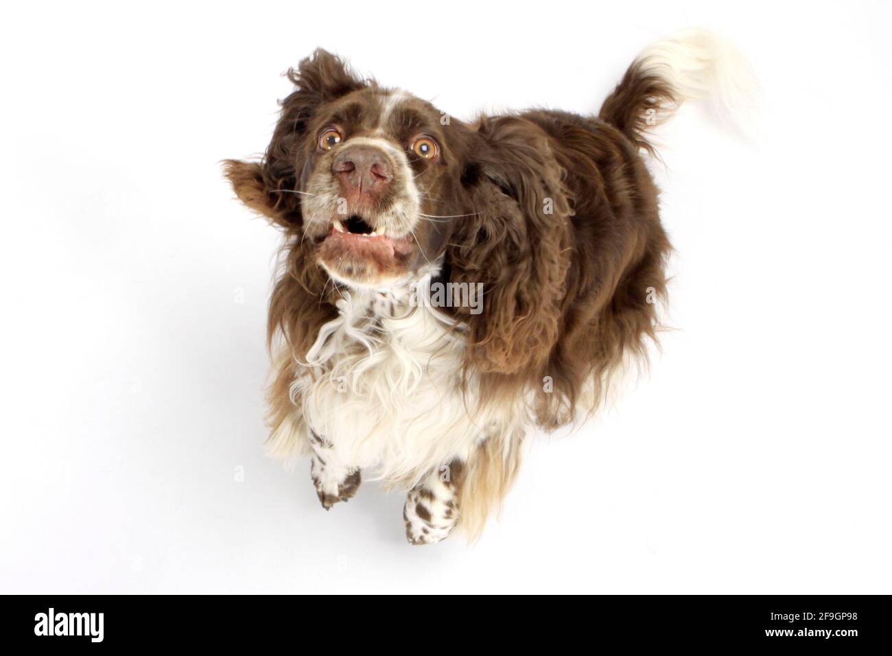 High angle view english Cut Out Stock Images & Pictures - Alamy