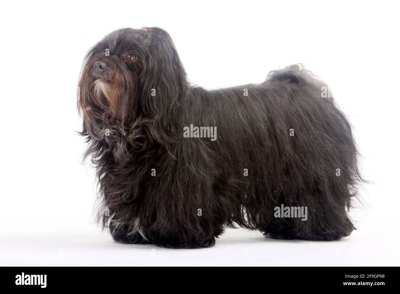 Havanese, Bichon Havanais, Bichon Habanero Stock Photo - Alamy