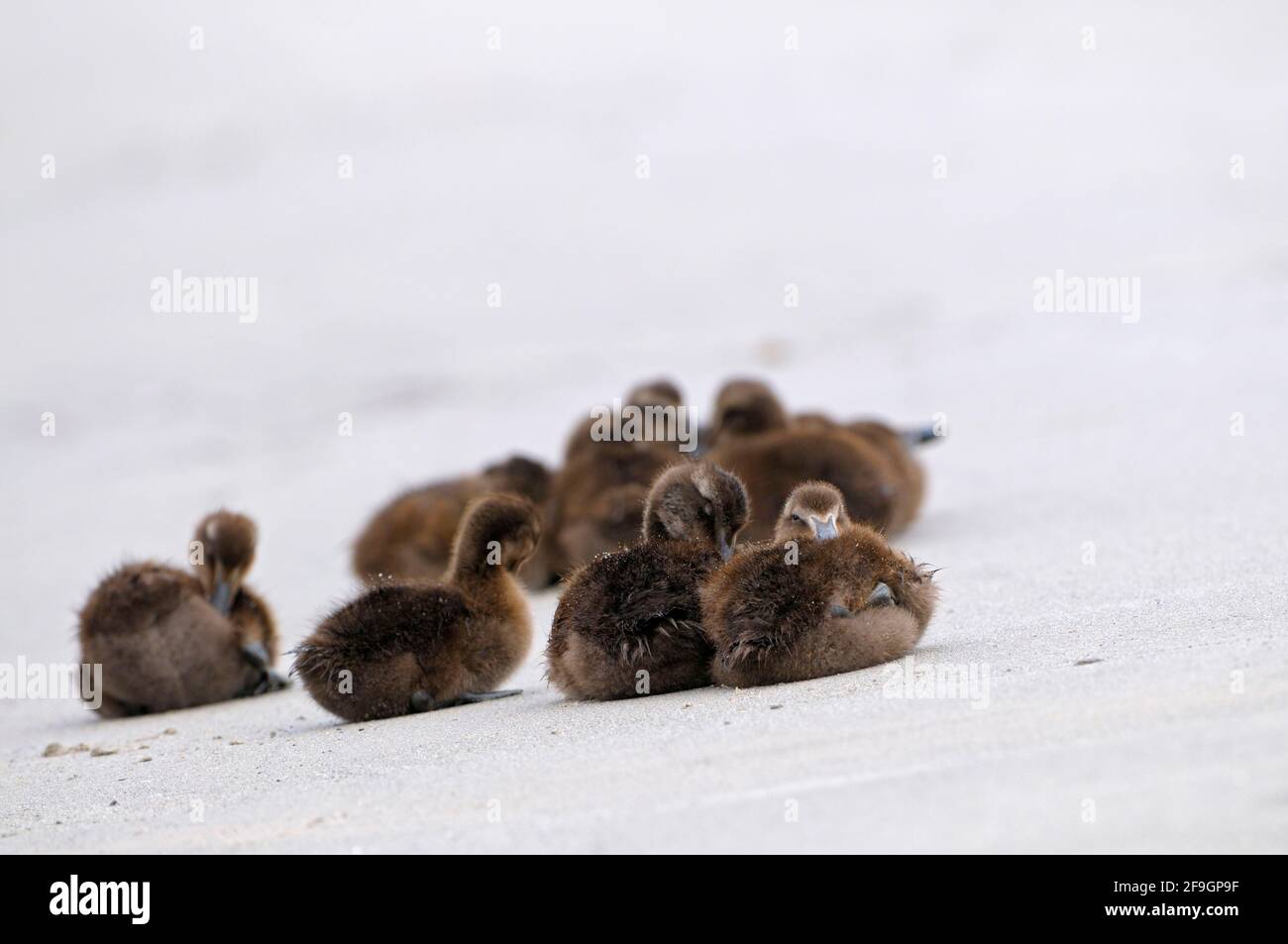 Eider ducks, chicks, dune of Helgoland, Schleswig-Holstein, Germany ...