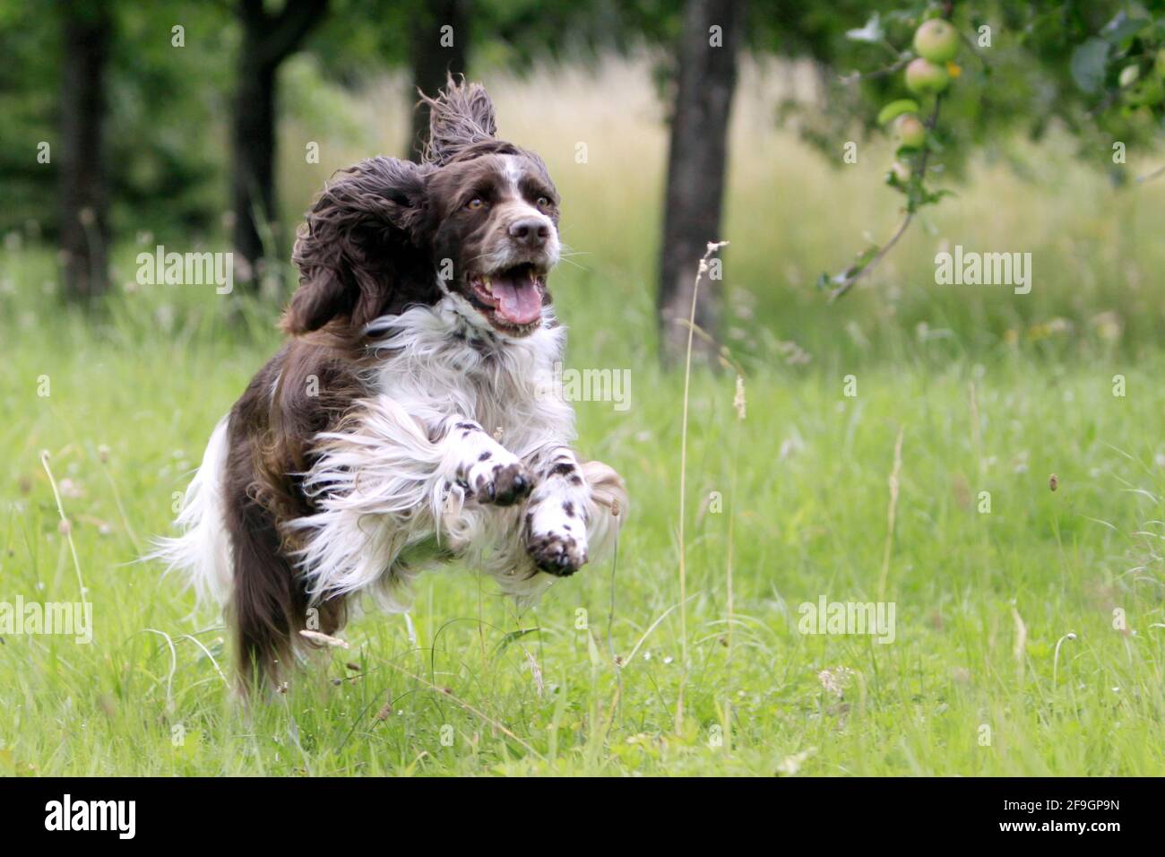 English Springer Spaniel Stock Photo - Alamy