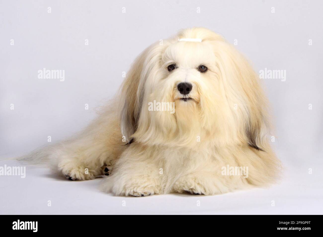 Bichon habanero hi-res stock photography and images - Alamy