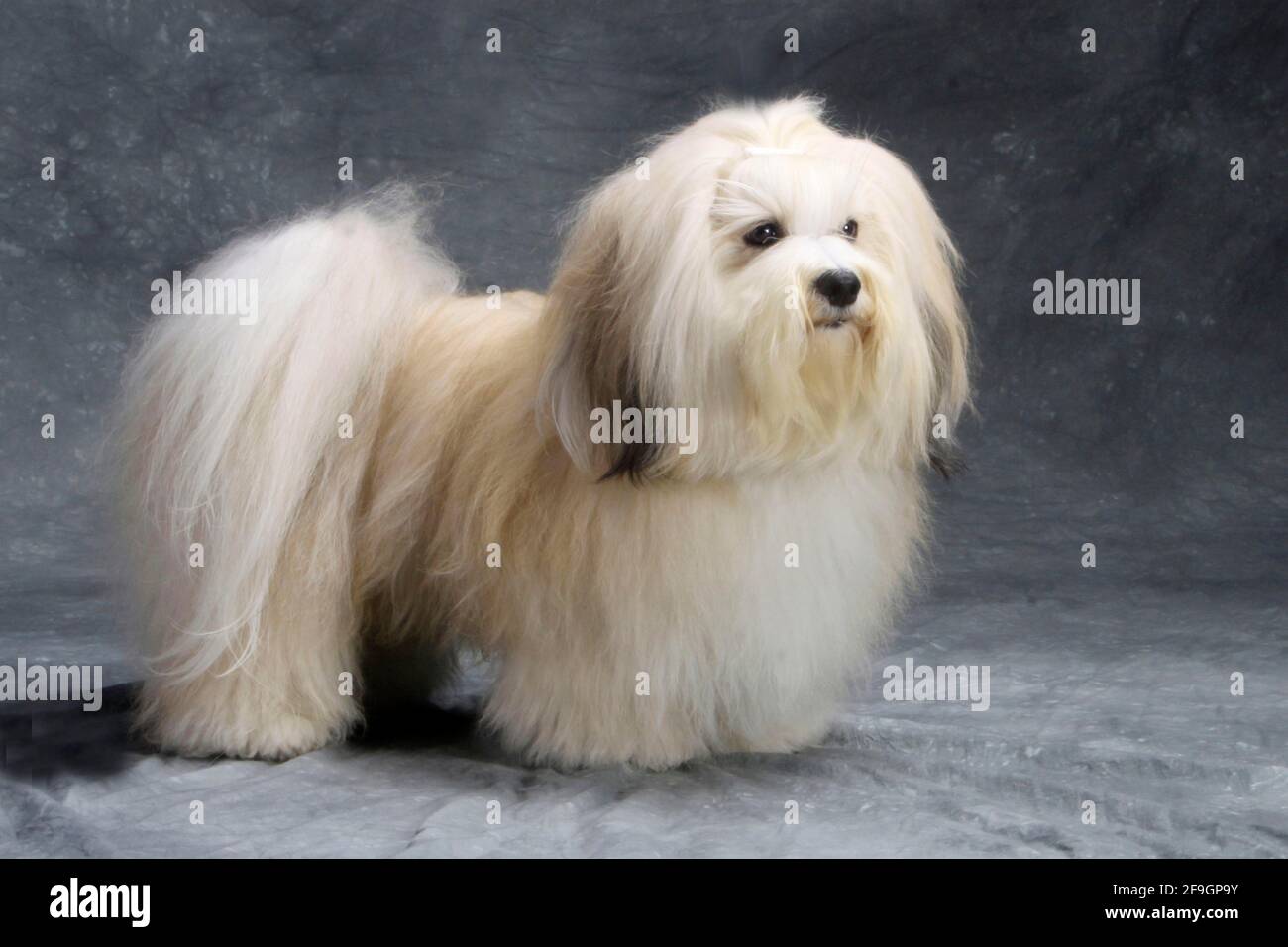 Bichon habanero hi-res stock photography and images - Alamy