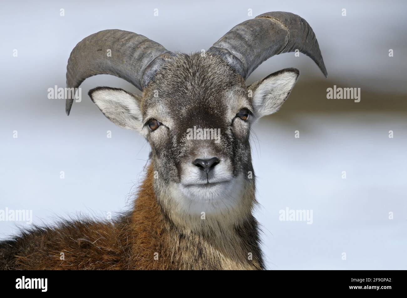 Mouflon, young ram (Ovis ammon musimon Stock Photo - Alamy
