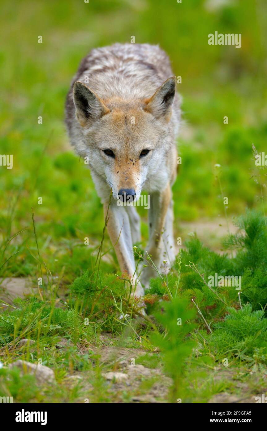 Golden jackal (Canis aureus), Jackal Stock Photo - Alamy