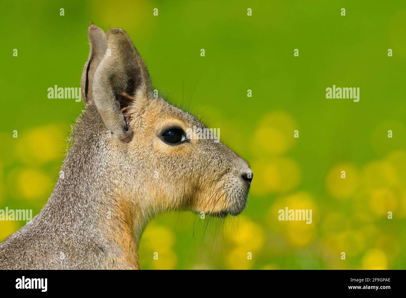 Mara (Dolichotis patagonum Stock Photo - Alamy
