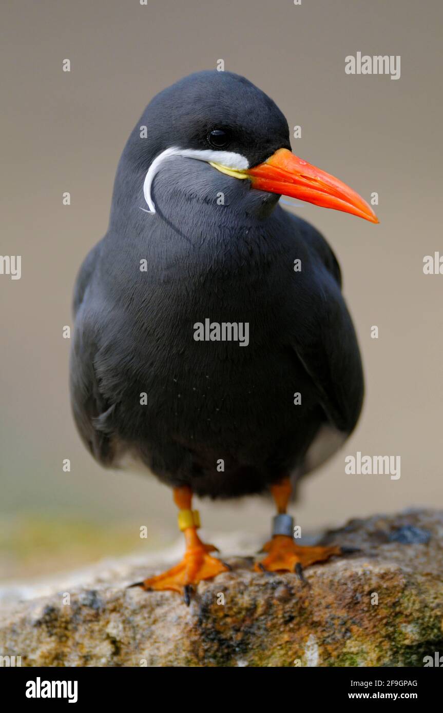 Inca tern (Larosterna inca), tern, terns Stock Photo - Alamy