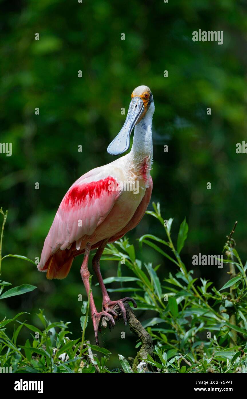 Roseate spoonbill (Ajaia ajaja Stock Photo - Alamy