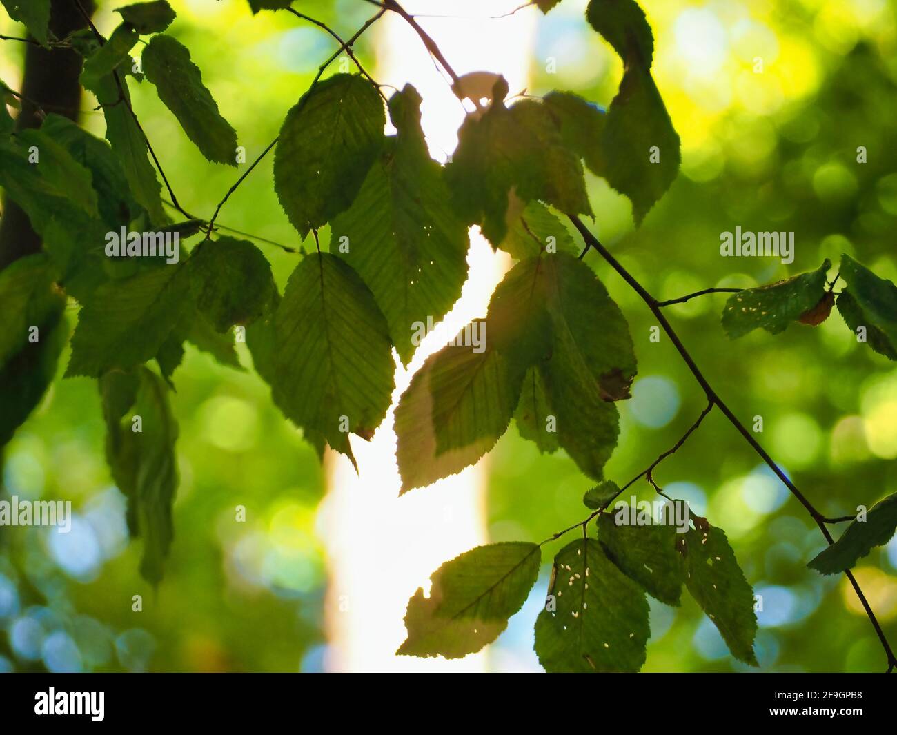 A low angle shot of green tree leaves under direct light Stock Photo ...