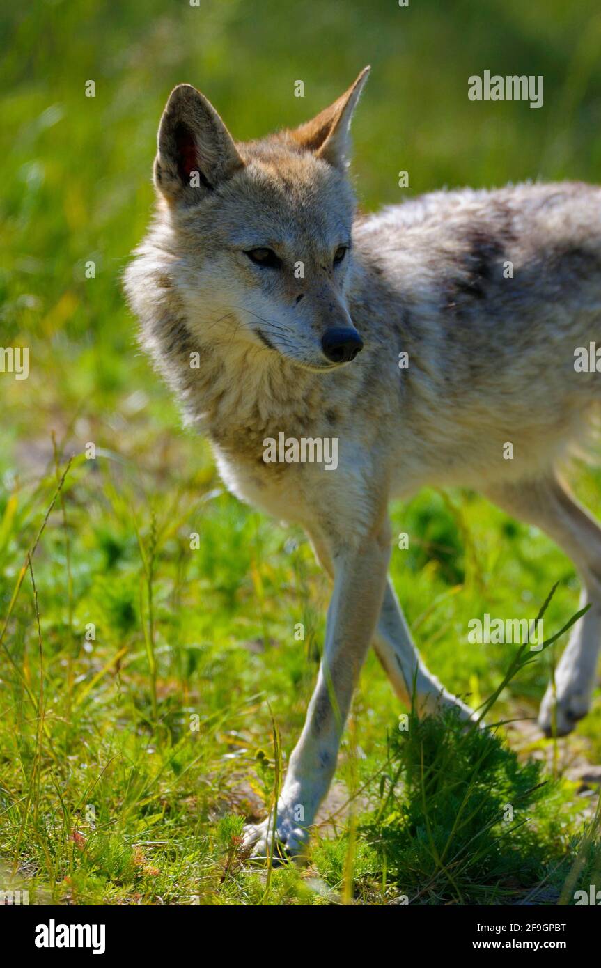 Golden jackal (Canis aureus), Jackal Stock Photo - Alamy