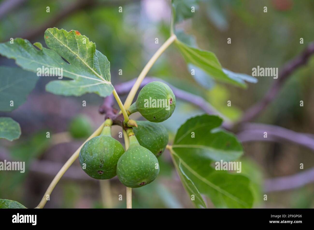 A selective focus closeup of the fruits from a fig tree Stock Photo - Alamy