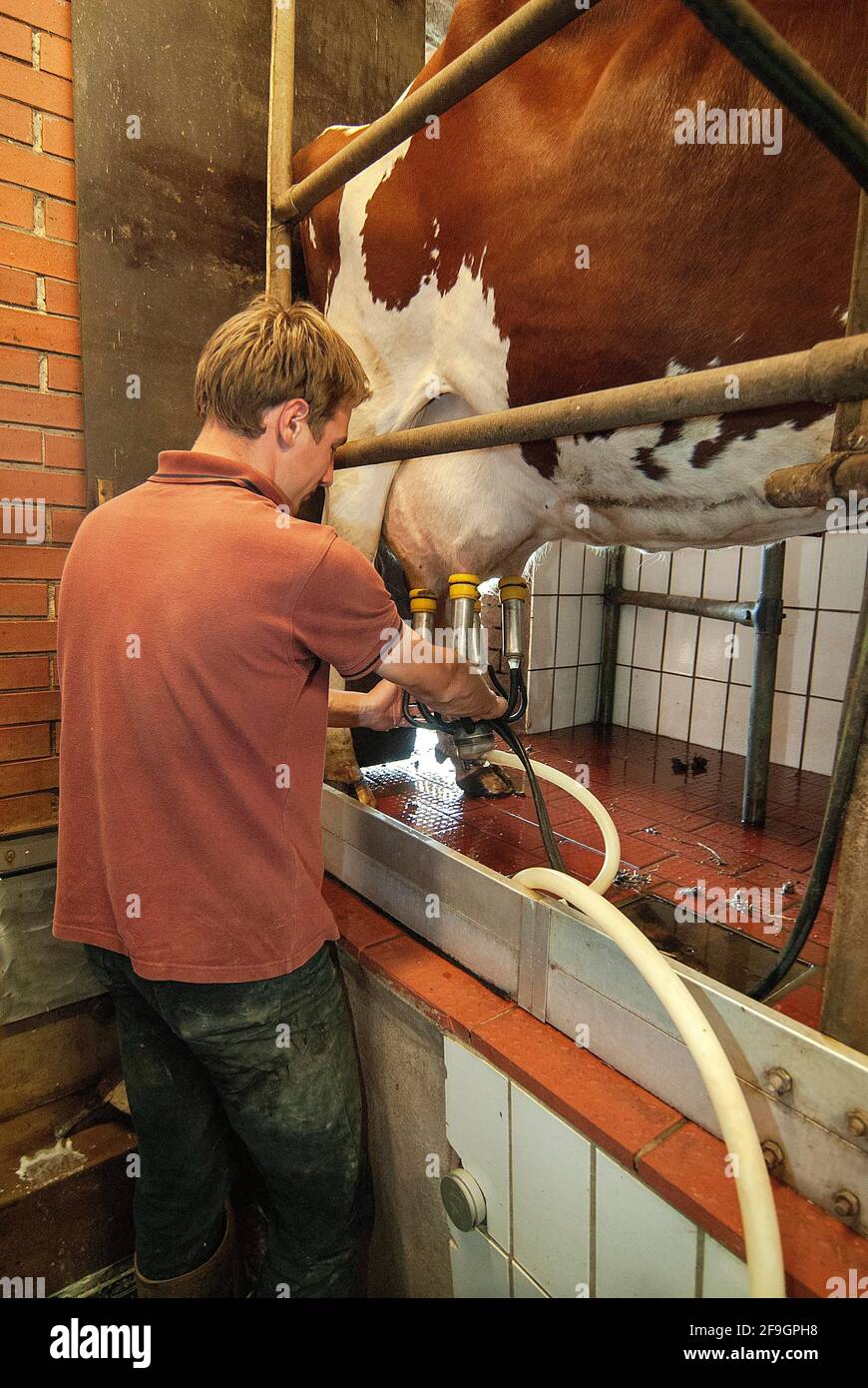 Milking machine person hi-res stock photography and images - Alamy