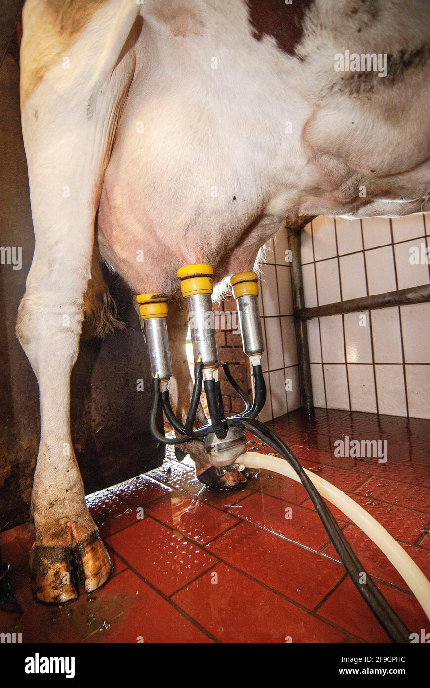 Cow udder with milking machine Stock Photo - Alamy