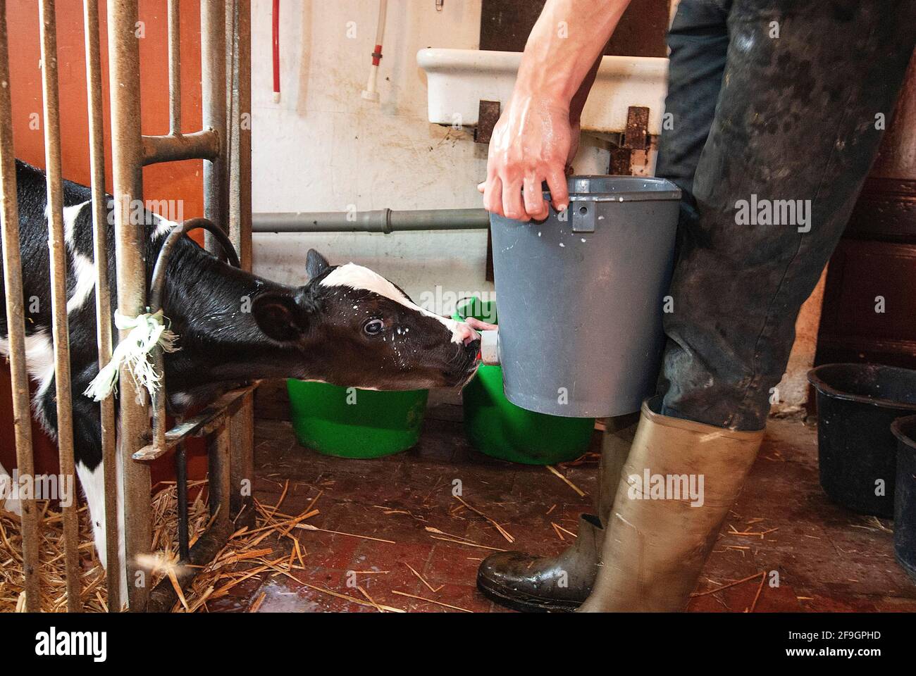 Calf feeding with milk Stock Photo - Alamy