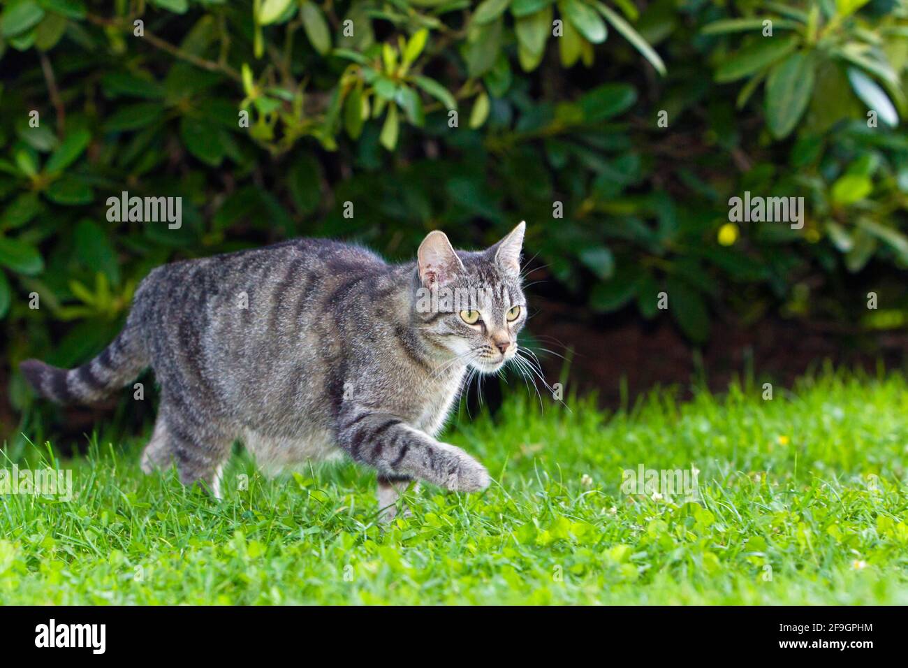 House cat, tabby Stock Photo - Alamy