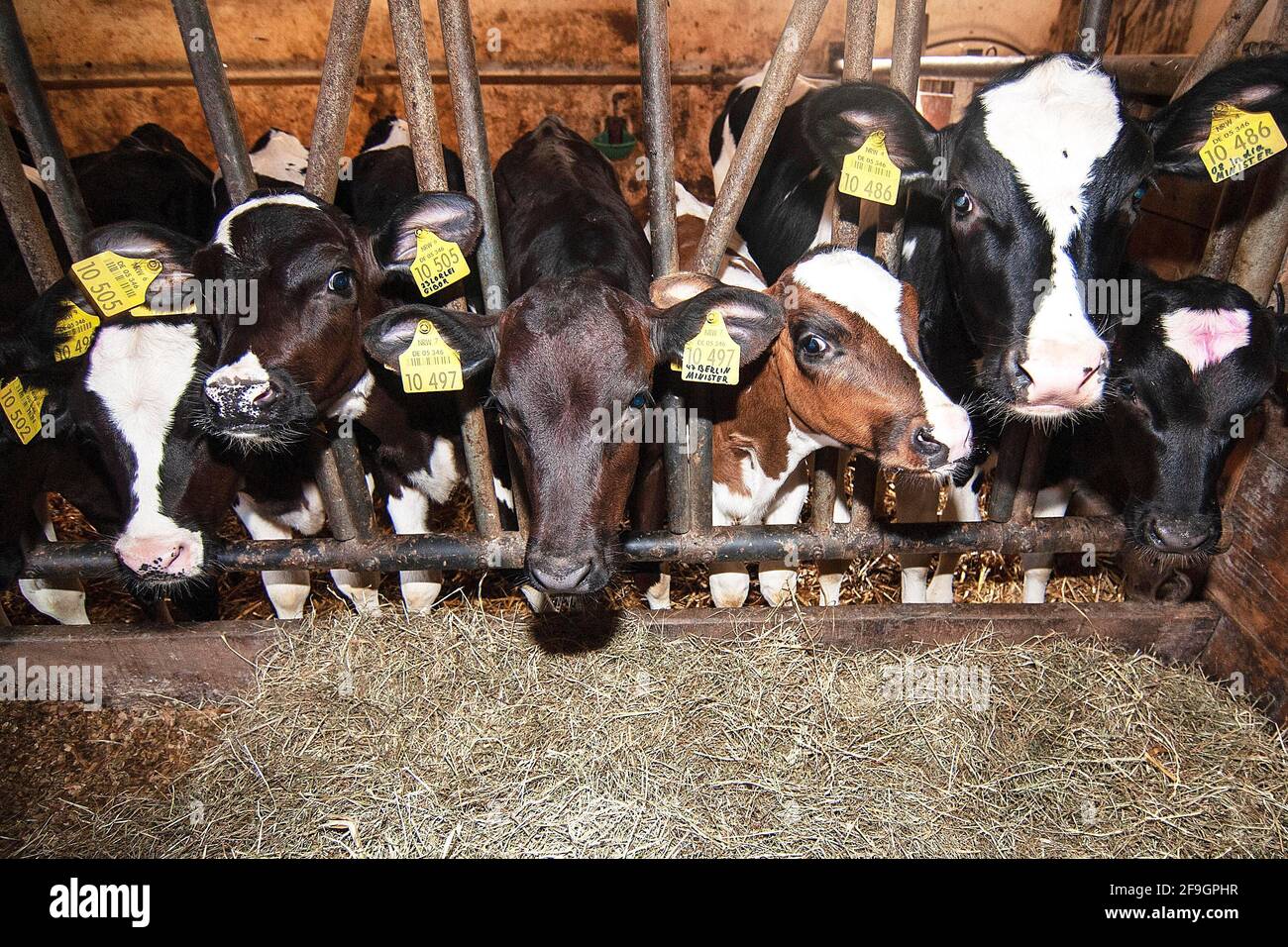 Pallet cage hi-res stock photography and images - Alamy
