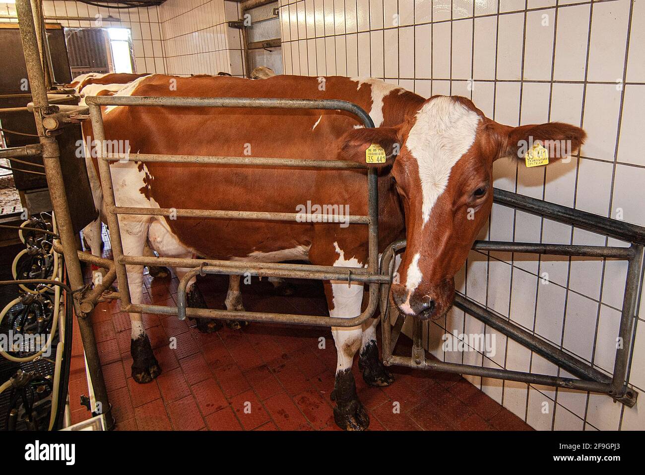 Cow milking barn hi-res stock photography and images - Alamy