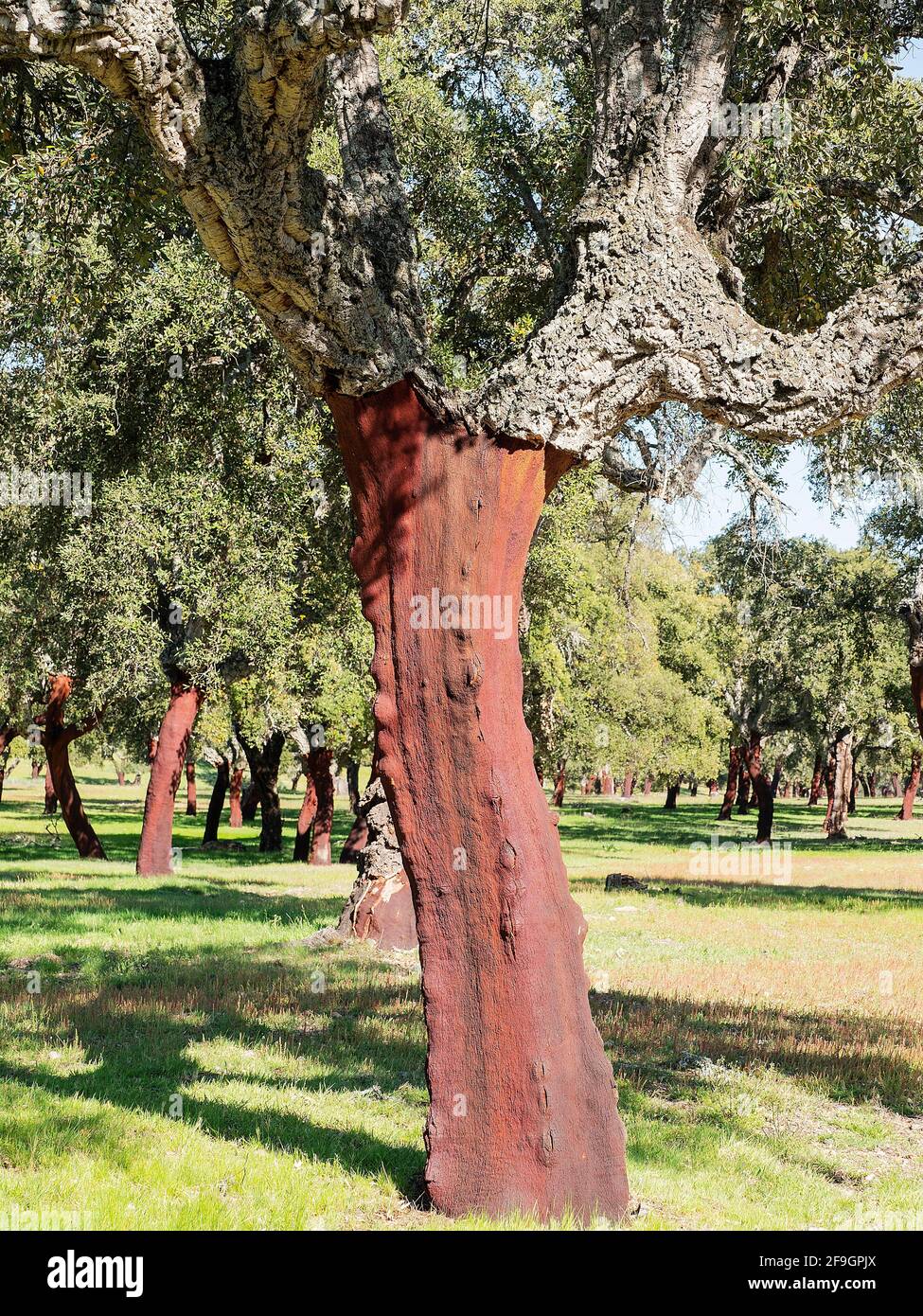 Spanish oak hi-res stock photography and images - Alamy