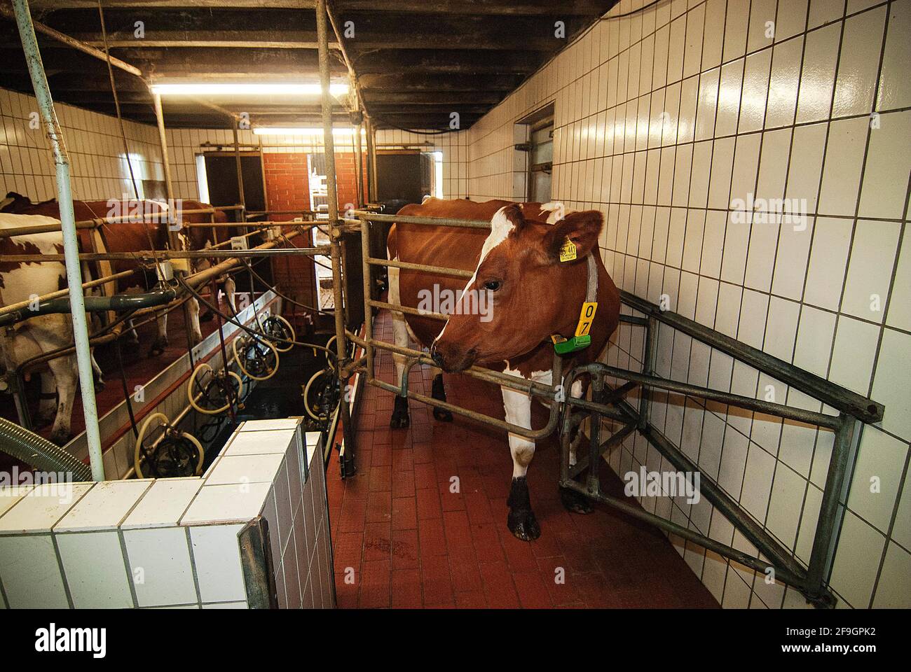 Cow milking barn hi-res stock photography and images - Alamy