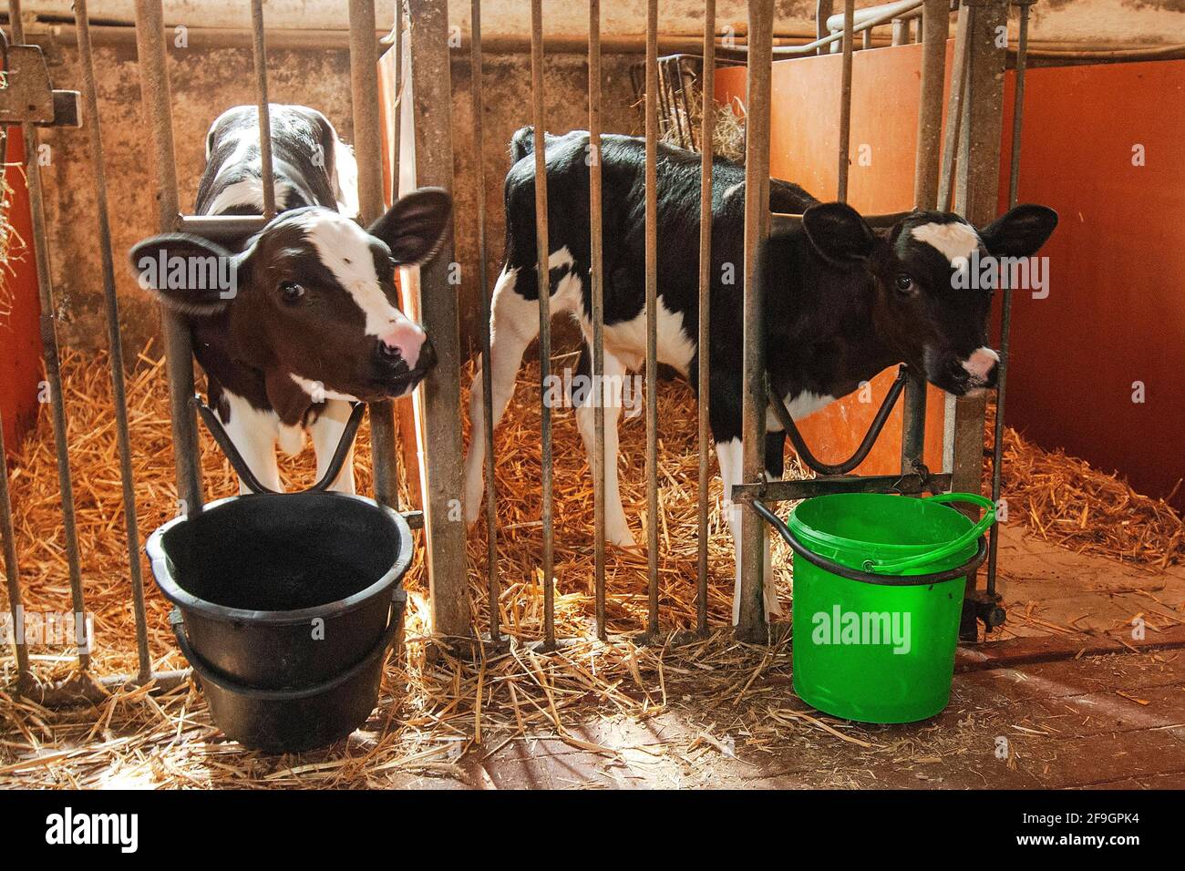 Calf feeding with milk Stock Photo - Alamy