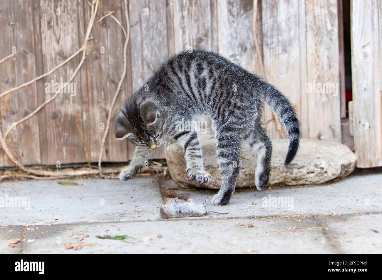 Juvenile house mouse hi-res stock photography and images - Alamy