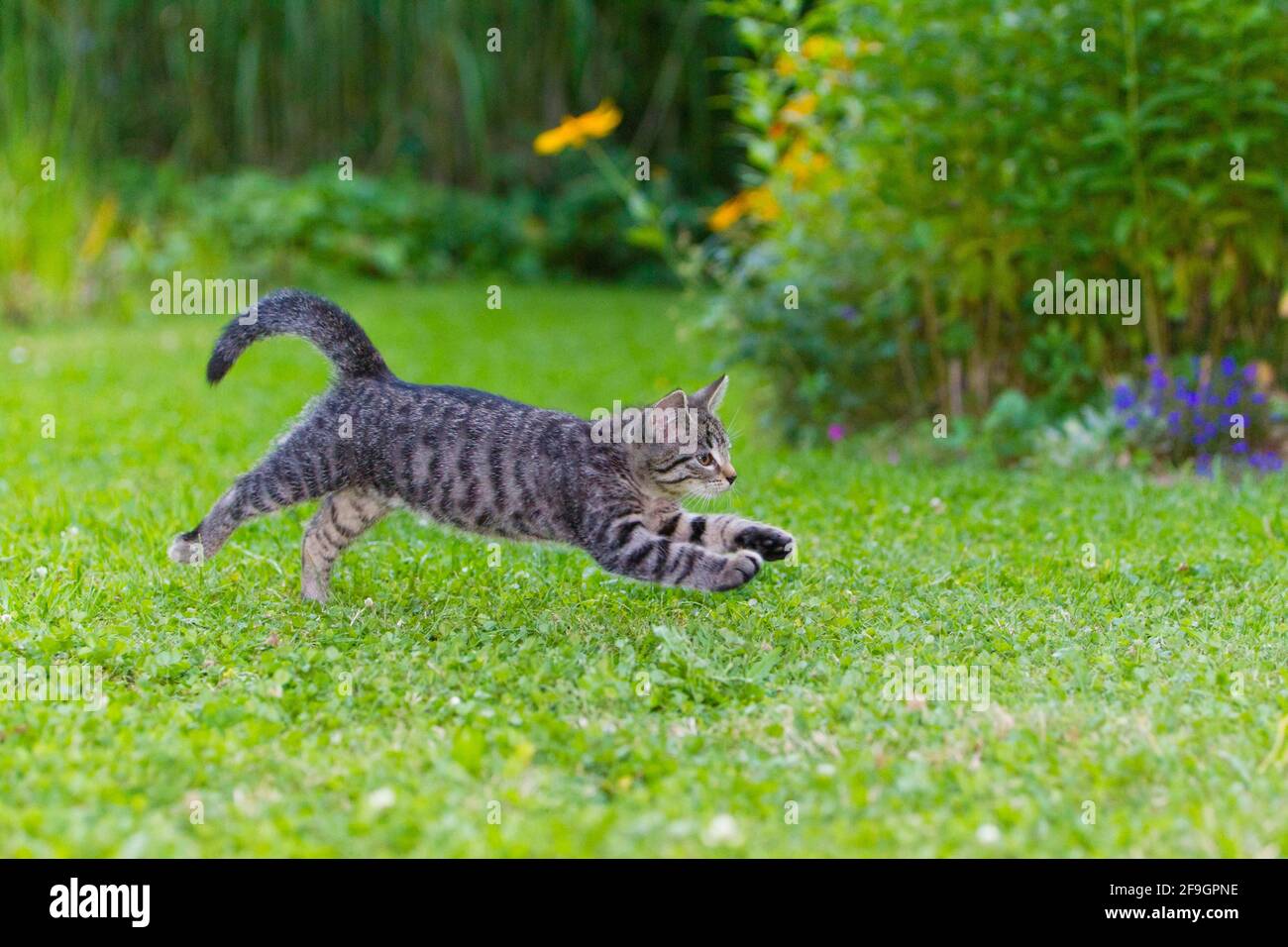 House cat, kitten, tabby Stock Photo - Alamy
