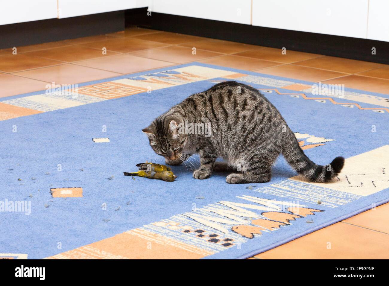 House cat with captured songbird, mackerel Stock Photo - Alamy