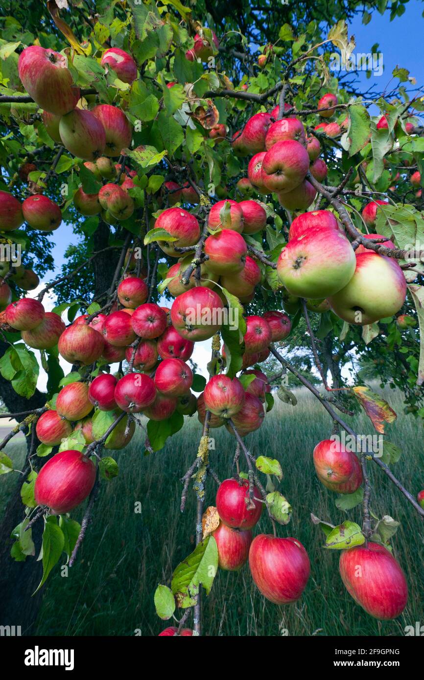 Apple tree (Malus), apples, apple Stock Photo - Alamy
