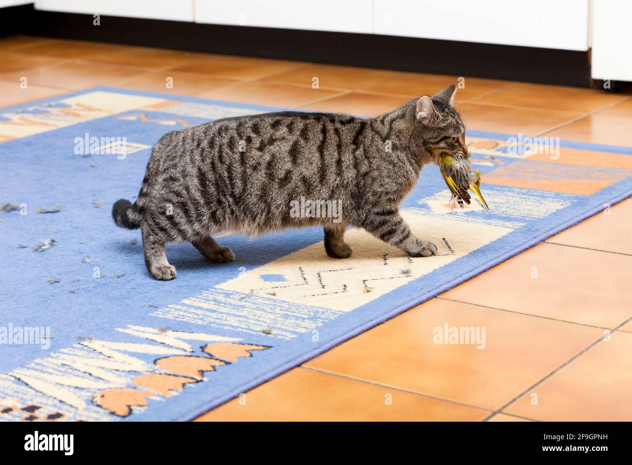 House cat with captured songbird, mackerel Stock Photo - Alamy