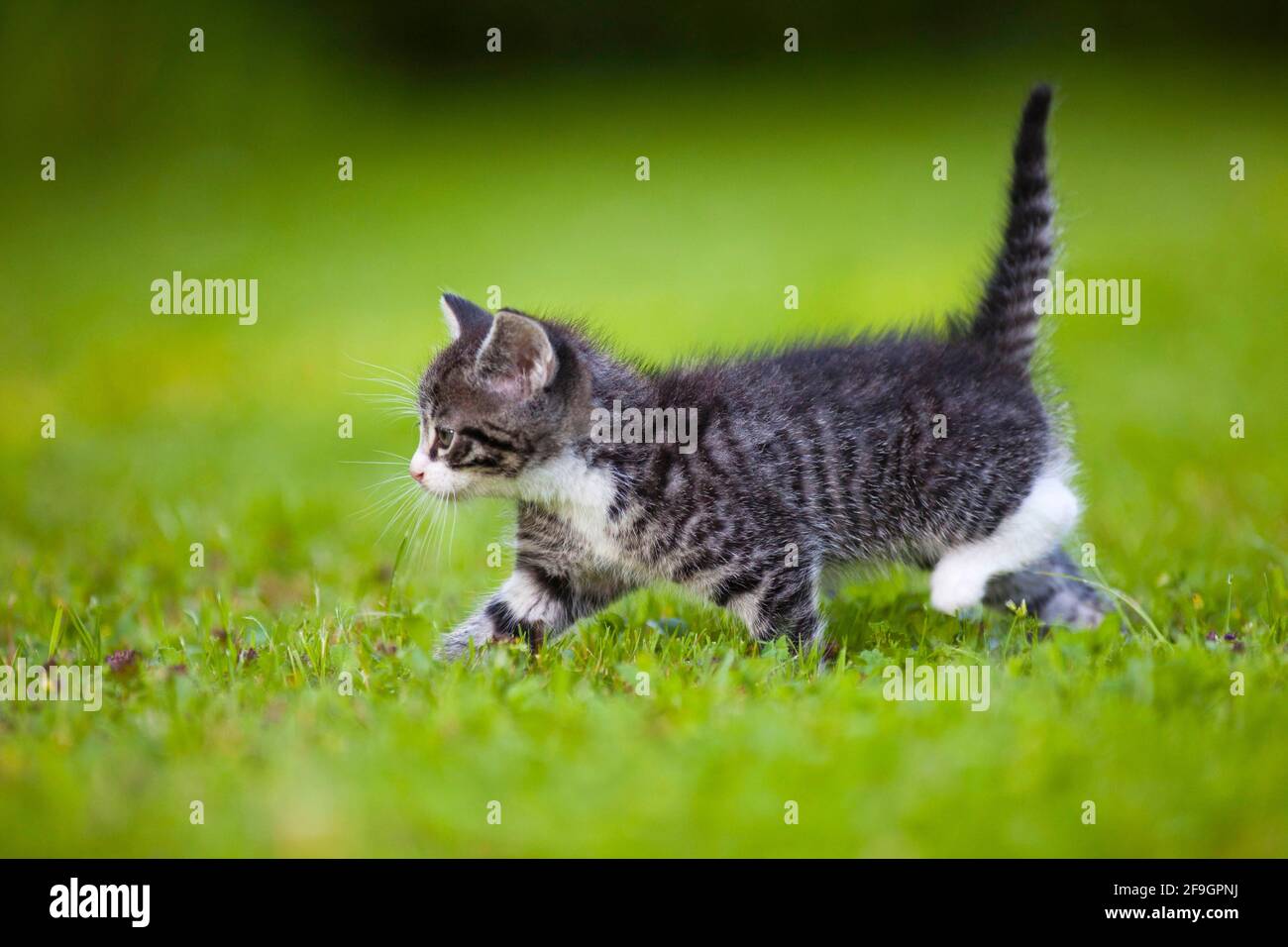 House cat, kitten, tabby, lateral Stock Photo - Alamy