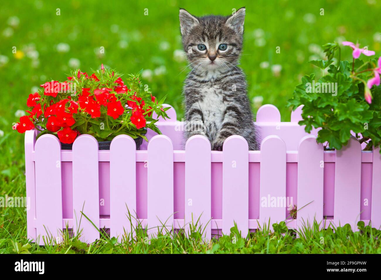 House cat, kitten in flower box, tabby Stock Photo - Alamy