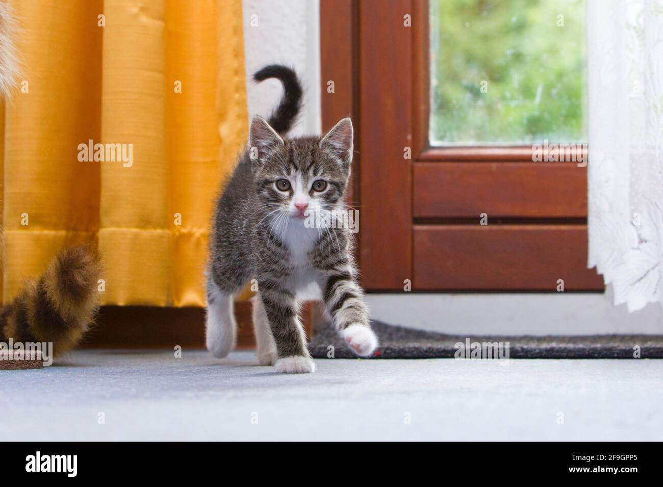 House cat, kitten, tabby Stock Photo - Alamy